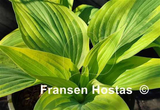 Hosta Bobcat - Fransen Hostas